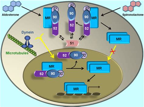 Figure 1 From Steroid Receptor Coupling Becomes Nuclear Semantic Scholar