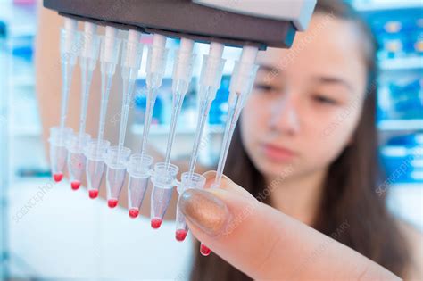 Girl With Pcr Tubes Stock Image F017 2358 Science Photo Library