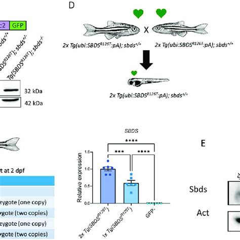 Phenotype And Biochemical Analysis Of Adult Zebrafish Lines Expressing