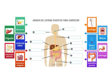 Sistema Digestivo Organizando Las Etiquetas Labelled Diagram
