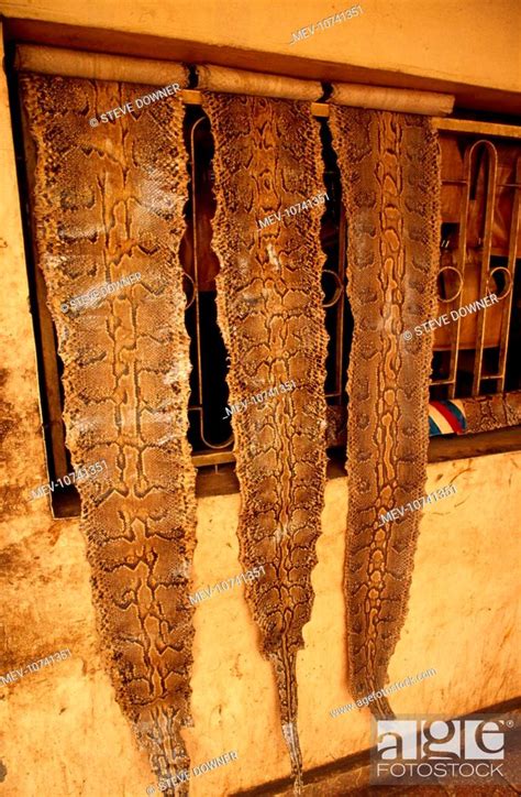 Snake EXPLOITATION Python Skins In Market Stock Photo Picture And Rights Managed Image Pic