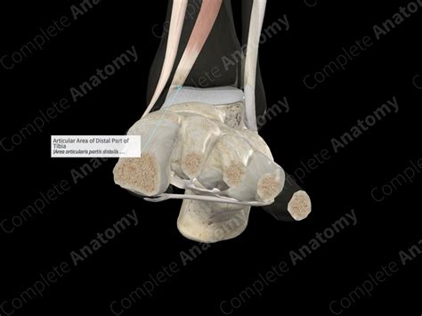 Articular Area Of Distal Part Of Tibia Complete Anatomy
