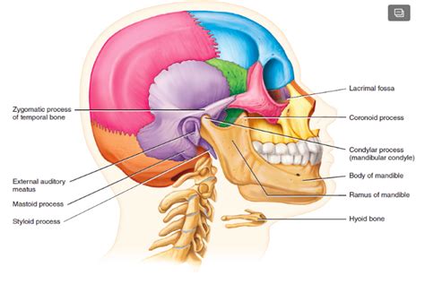 Coronoid Process Skull