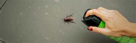 Cockroach Control Rainbow Beach Cockroach Pest Control