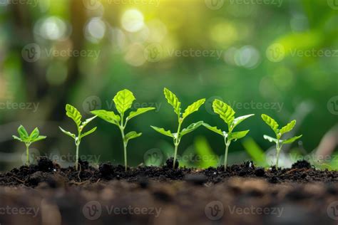 Growing Plants Showing Stages Of Plant Development From Seed To Mature