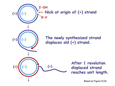 Ppt Dna Replication Powerpoint Presentation Free Download Id 3696729