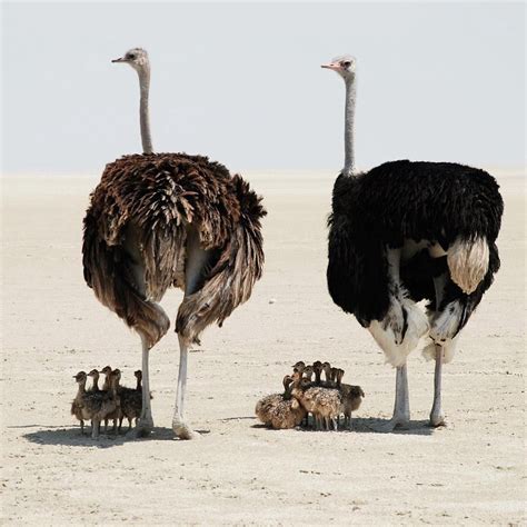 Ostrich Facts The World39s Largest Bird Live Science