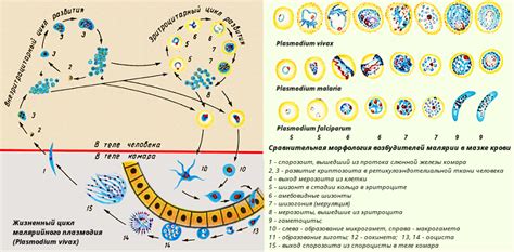Схема цикла развития малярийного плазмодия