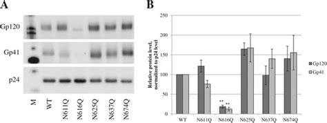 Western Blot Analysis Of Expression And Incorporation Of Gp120 And Gp41