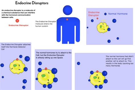 Endokrini Disruptori