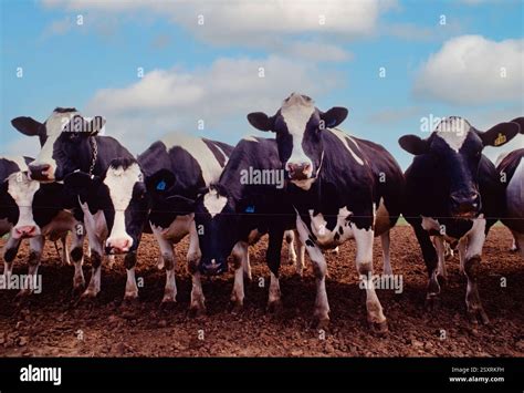 Dairy Cows On An Amish Farm Lancaster County Pennsylvania Usa Stock