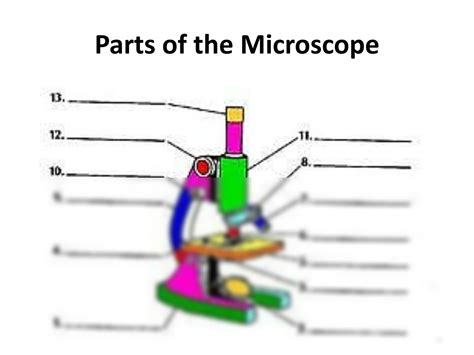 SOLUTION Anatomy And Physiology The Microscope Studypool