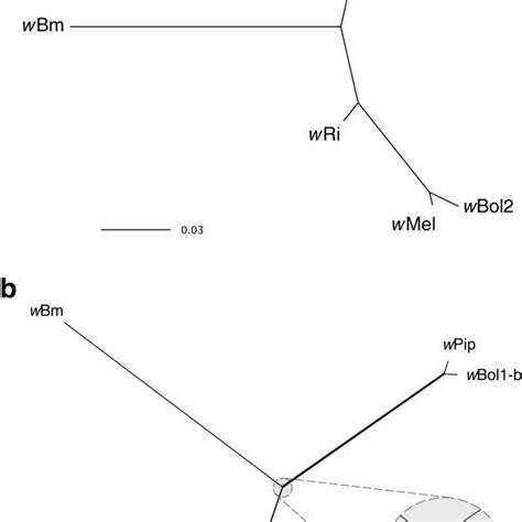 a maximum likelihood phylogeny based on concatenated mlst
