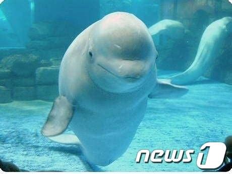벨루가 잘가 롯데월드 측 안전·건강 고려 자연방사 결정