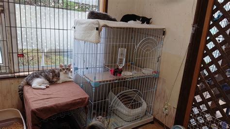 大移動 ねこのかくれざと通信
