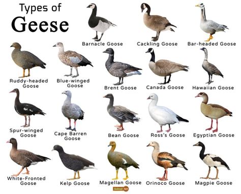 Goose Facts Types Lifespan Size Classification Habitat Pictures