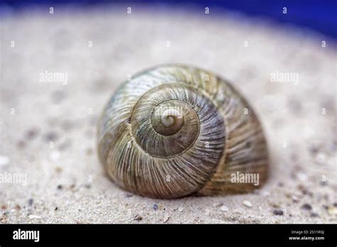 Empty Snail Shell In The Sand Shell Spiral Shell Decoration