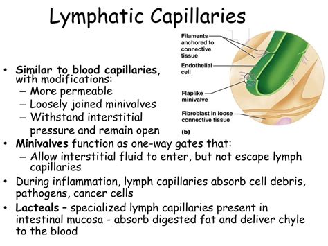 Ppt Lymphatic System Overview Structure Functions And Importance