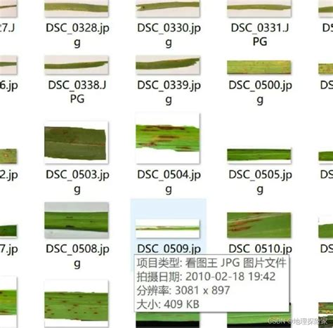 深度学习——植物、农作物图像数据集大合集农作物数据集 Csdn博客
