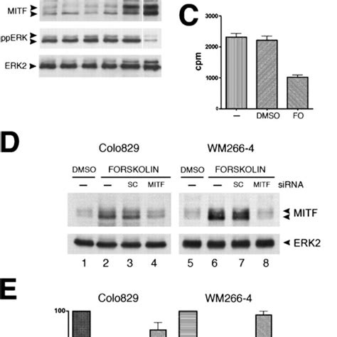 Enhanced Mitf Expression Contributes To Camp Induced Growth Inhibition