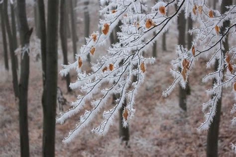 Free Picture Frost Snow Nature Flora Winter Cold Tree Branch Wood