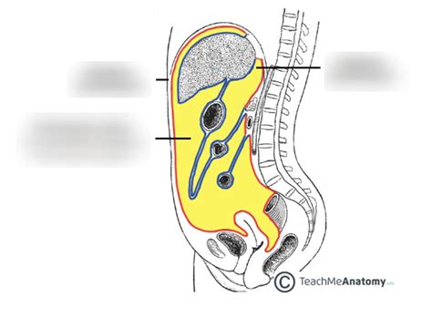 Layers Of The Peritoneum Diagram Quizlet