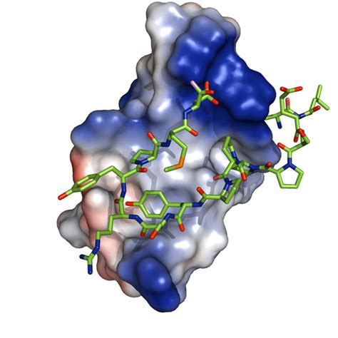 Researchers Describe New Molecular Interactions Behind The Inhibition Of TGF Beta Signaling