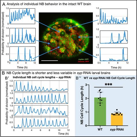figures and data in cytocensus mapping cell identity and division in
