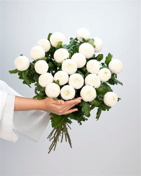 Chrysanthemum Ping Pong White 10 Stems