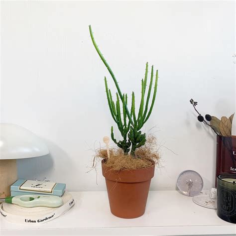 Urban Gardener 업데이트 예정 🤎 어반가드너 청기린