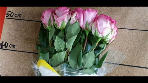 프라이스리스 콜롬비아 생화 인터넷꽃도매시장 생화택배 생화도매 인터넷꽃시장 인터넷꽃도매 장미대량구매 꽃 꽃다발 꽃도매 꽃시장 부산꽃시장 김해꽃시장 꽃쇼핑몰 김해꽃 부산꽃