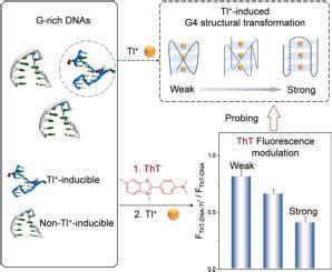 Probing The Tl Induced Structural Transformation Of G Rich Dna To G