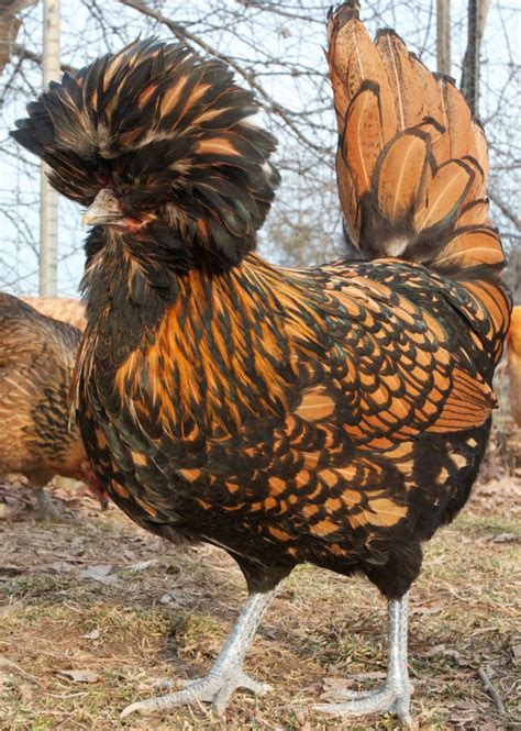 17 Best Images About Chickens On Pinterest Rare Breeds Plymouth Rock