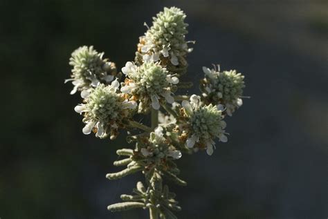Teucrium Polium