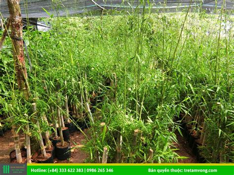 Cách Trồng Tre Gai đơn Giản đạt Năng Suất Cao