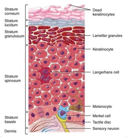 Cells And Layers Of The Epidermis Earths Lab
