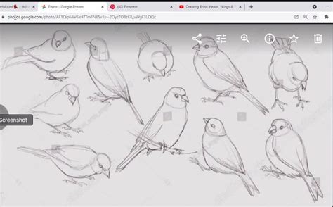 Bird Sketch Positions