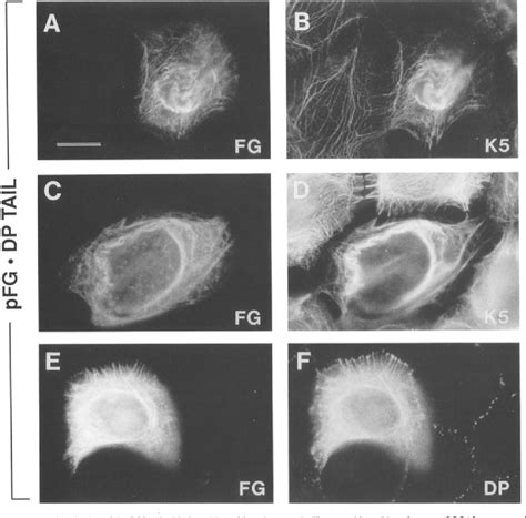 DSP Gene Semantic Scholar