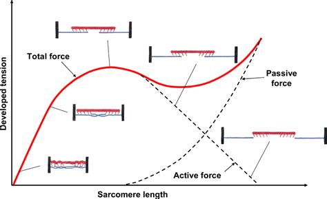 Cross Sectional Area And Length Tension Relationship