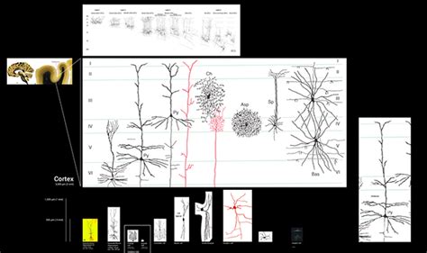 Cortical Column Wip On Behance