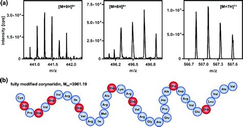 Identification Of Corynaridin By Lc Ms A Representative Peaks
