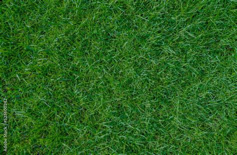 Top View Of Green Grass Texture Backgroundgreen Grass Texture For
