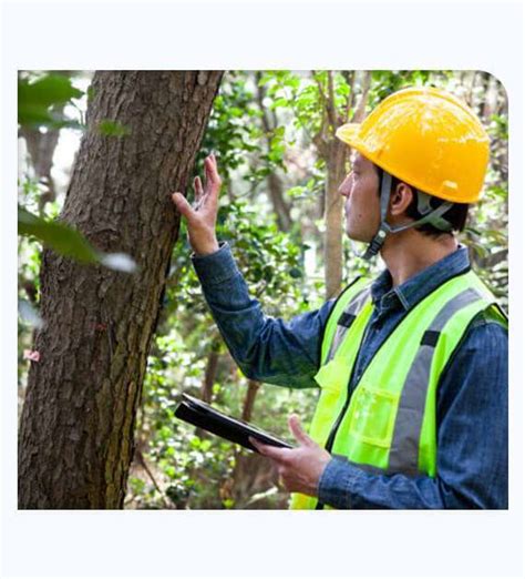 Accurate Tree Health Assessment Services