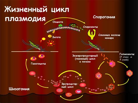 Малярия - презентация онлайн
