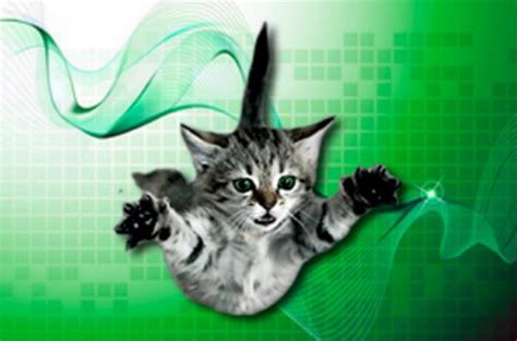 How High Can Cats Fall From Awww Cats The Ultimate Online Guide To Cats Breeds Care And Tips