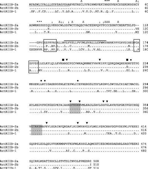 Structural And Functional Characterizations Of Activin Type 2b Receptor