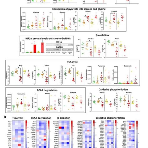 Metabolomic And Proteomic Analysis Of Colon Tissues Download Scientific Diagram
