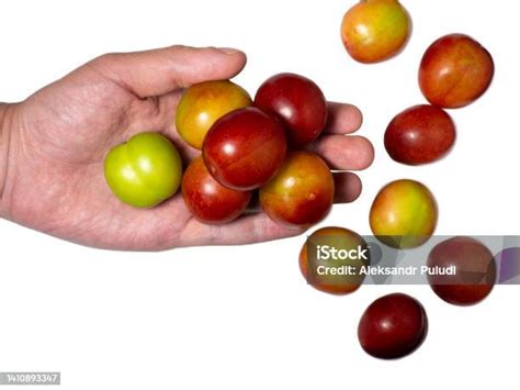 손에 빨간색과 녹색 과일 성숙의 다른 단계에서 체리 매실 매실 다양성 같은 과일의 여러 종의 분리 개체 그룹에 대한 스톡 사진 및 기타 이미지 Istock