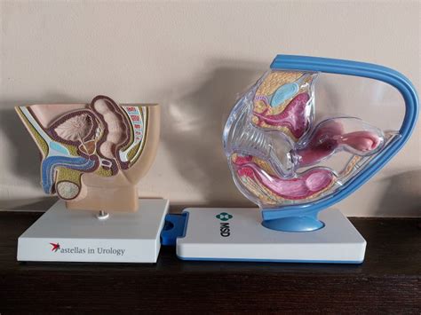 Astellas Pharma Msd Anatomical Models Sex Organs Mf Catawiki
