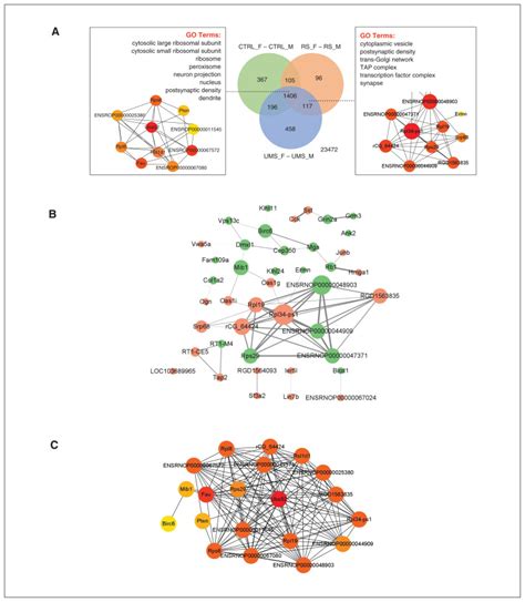 Sex Specific Transcriptional Signatures In The Medial Prefrontal Cortex Underlying Sexually